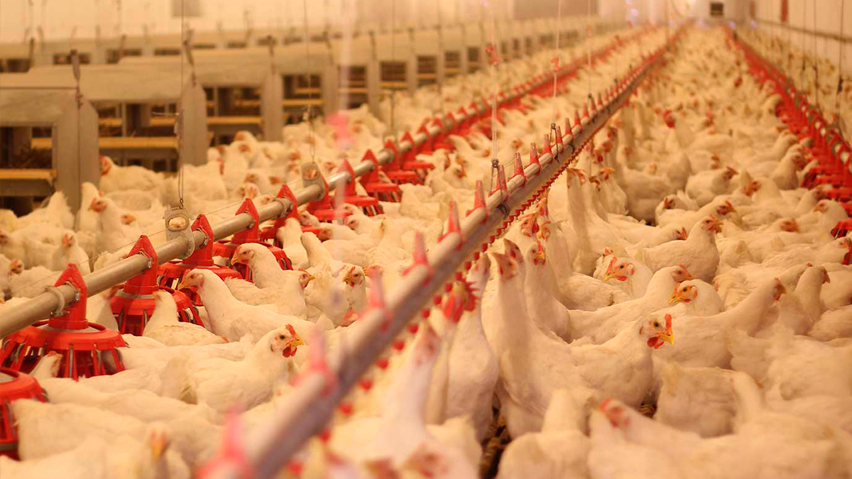 Uso de combinaciones anticoccidiales ionóforos y químicos en la ...