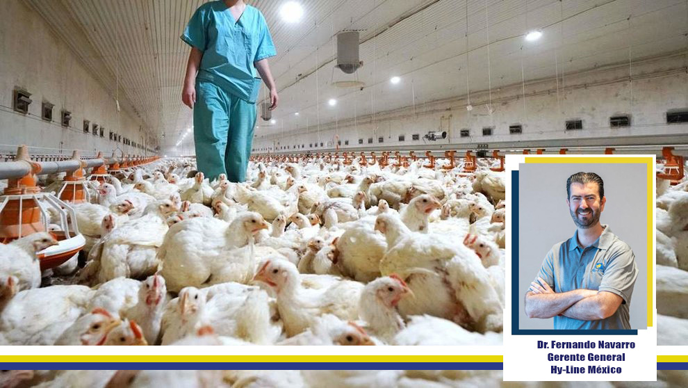 Hy-Line Perú enfocó importante webinar sobre la “Experiencia de México ...