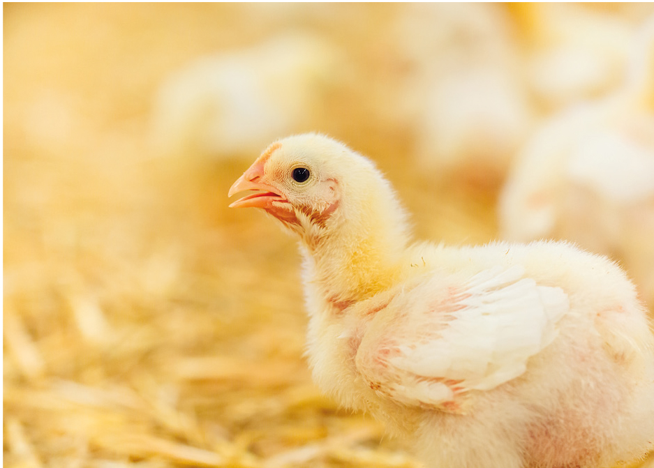 Bio-Plus-mejora-el-bienestar-y-rendimiento-de-las-aves-01 – Actualidad ...